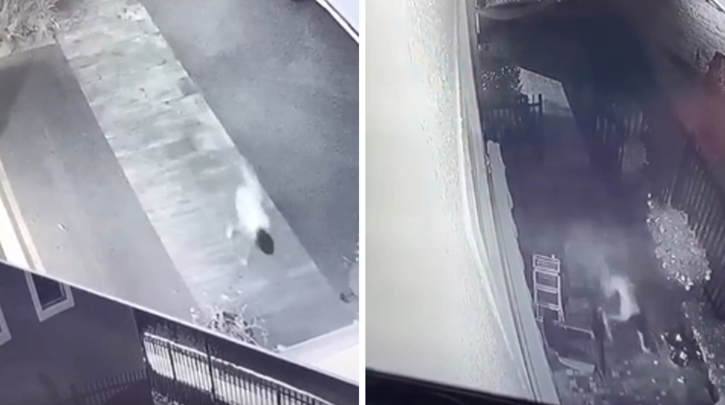 Video | Esto se sabe sobre el caso de la niña que se convierte en perro ...