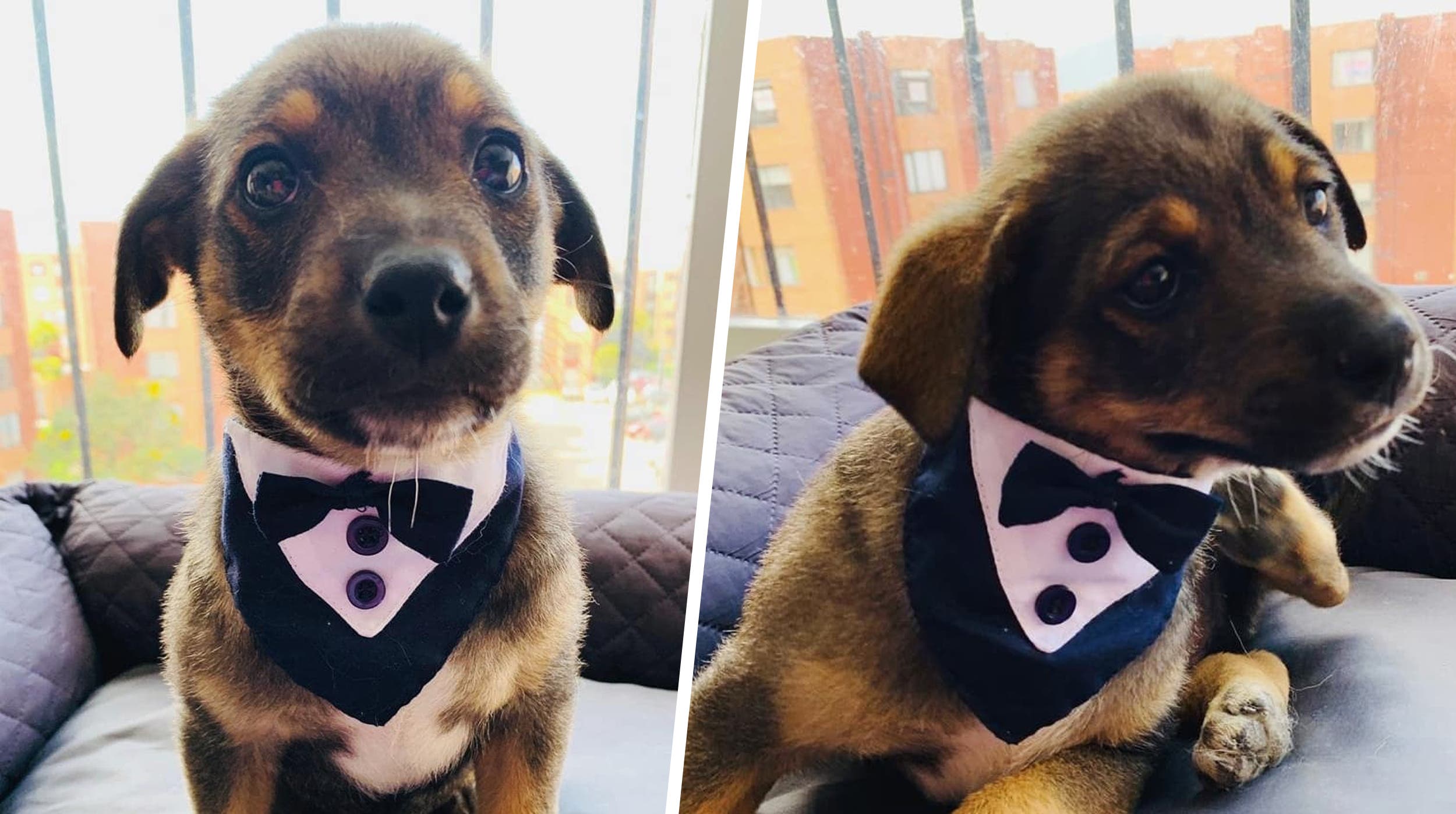 Dejan plantado a perrito con smoking el día de su adopción; se vuelve viral