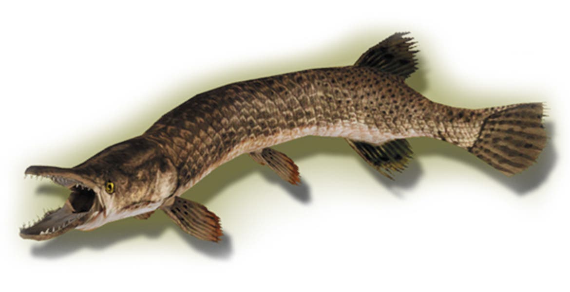 El pejelagarto, de los pantanos a las peceras | Diario de Morelos ...