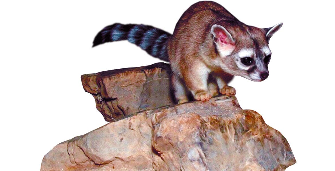 El Cacomixtle, mamífero nocturno de siete rayas | Diario de Morelos ...