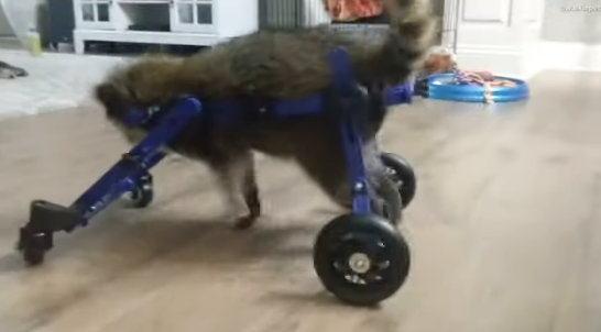 Mapache bebé enfermo logra moverse con sillita de ruedas | Noticias ...