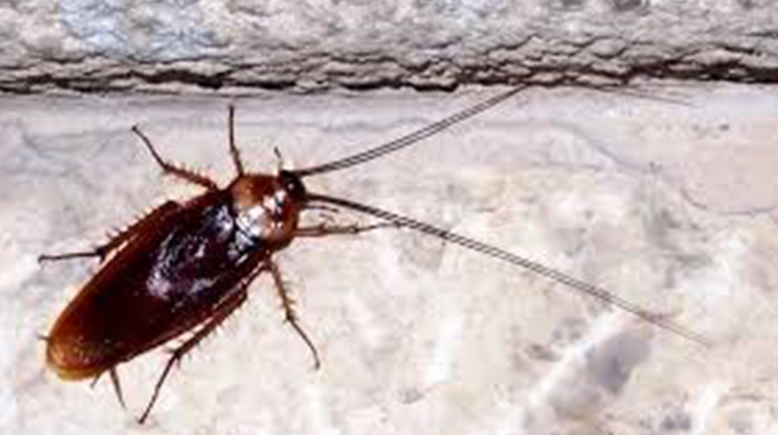 ¡Hay cucarachas en mi casa! ¿Qué tengo que hacer? | Noticias | Diario de Morelos