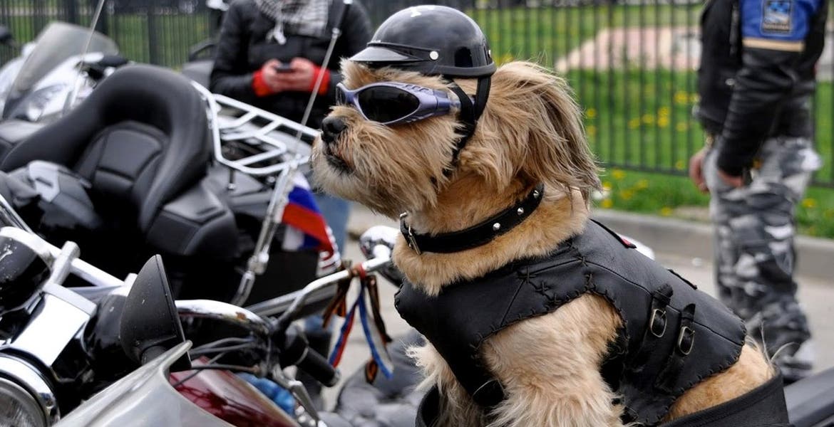 'Perro Motero', un lomito se vuelve viral en redes sociales por ...