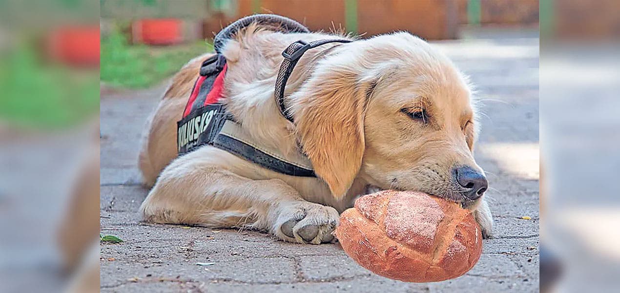 Perros si pueden comer pan | Noticias | Diario de Morelos