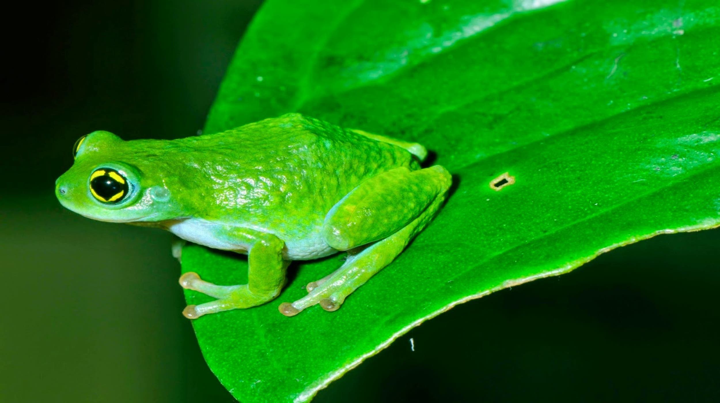 Día Mundial de la Rana: Una fecha para reflexionar sobre su ...