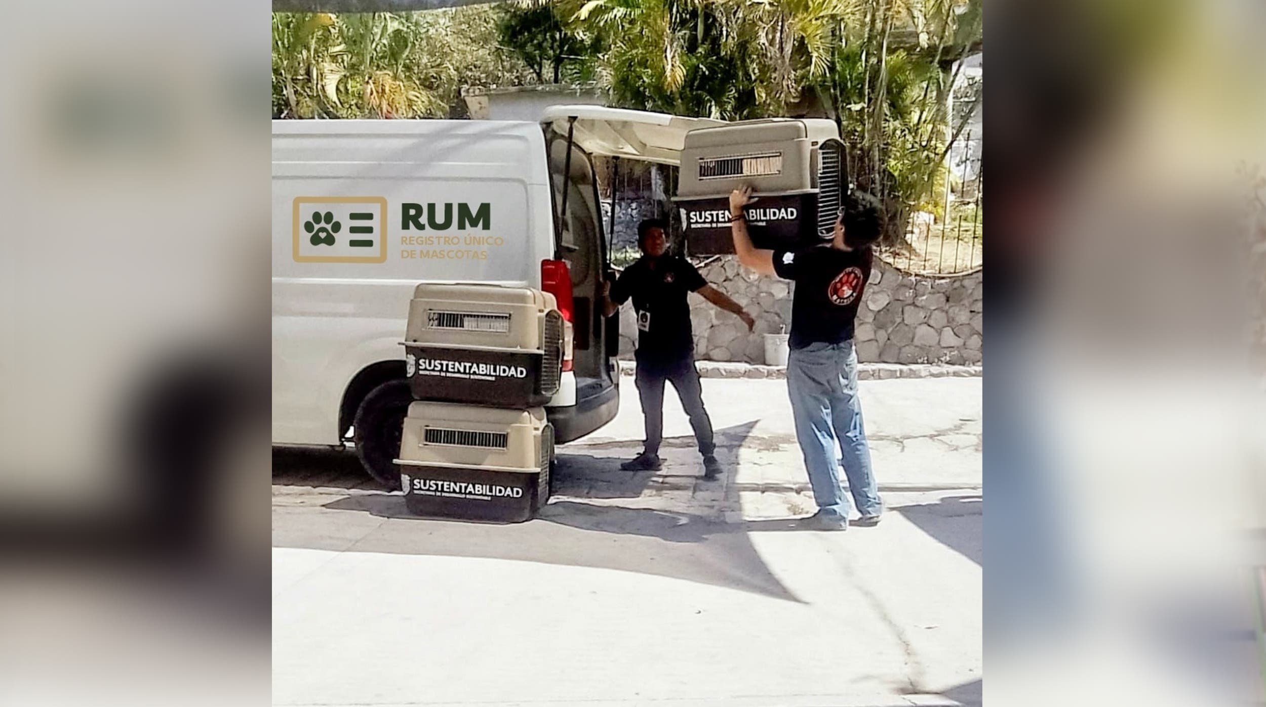 Registran a 5 mil mascotas en un mes | Noticias | Diario de Morelos