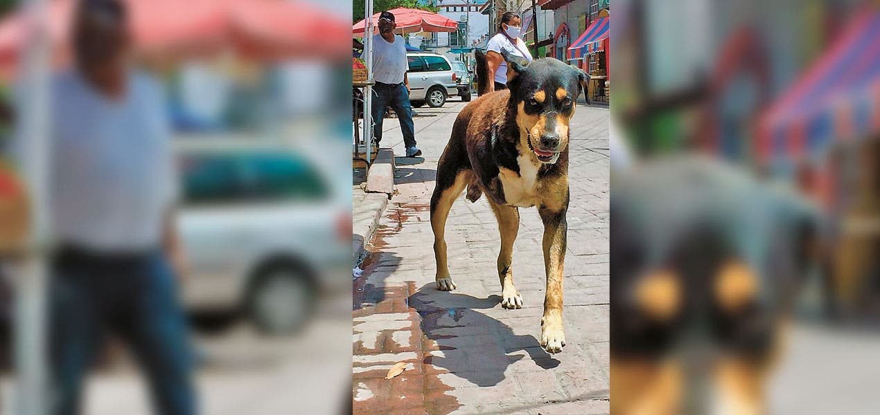 Tripie : Sobrevive a todo con tres patas | Noticias | Diario de Morelos