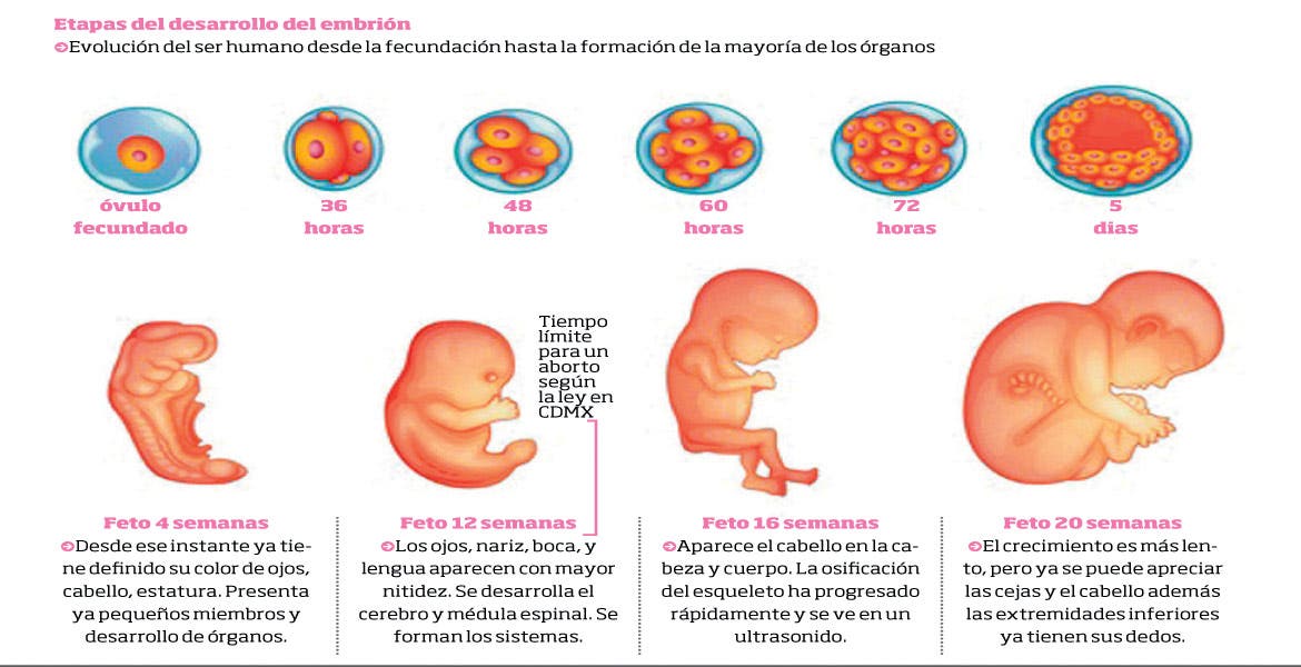 Objeción de conciencia por aborto | Noticias | Diario de Morelos