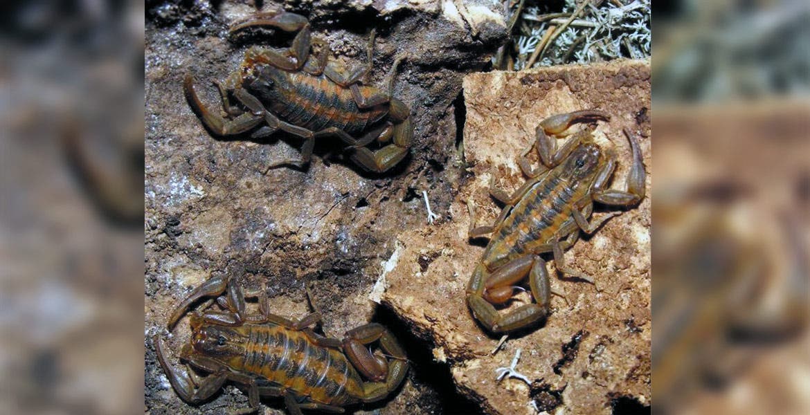 Ubican piquetes de alacrán a Morelos en primer sitio nacional ...