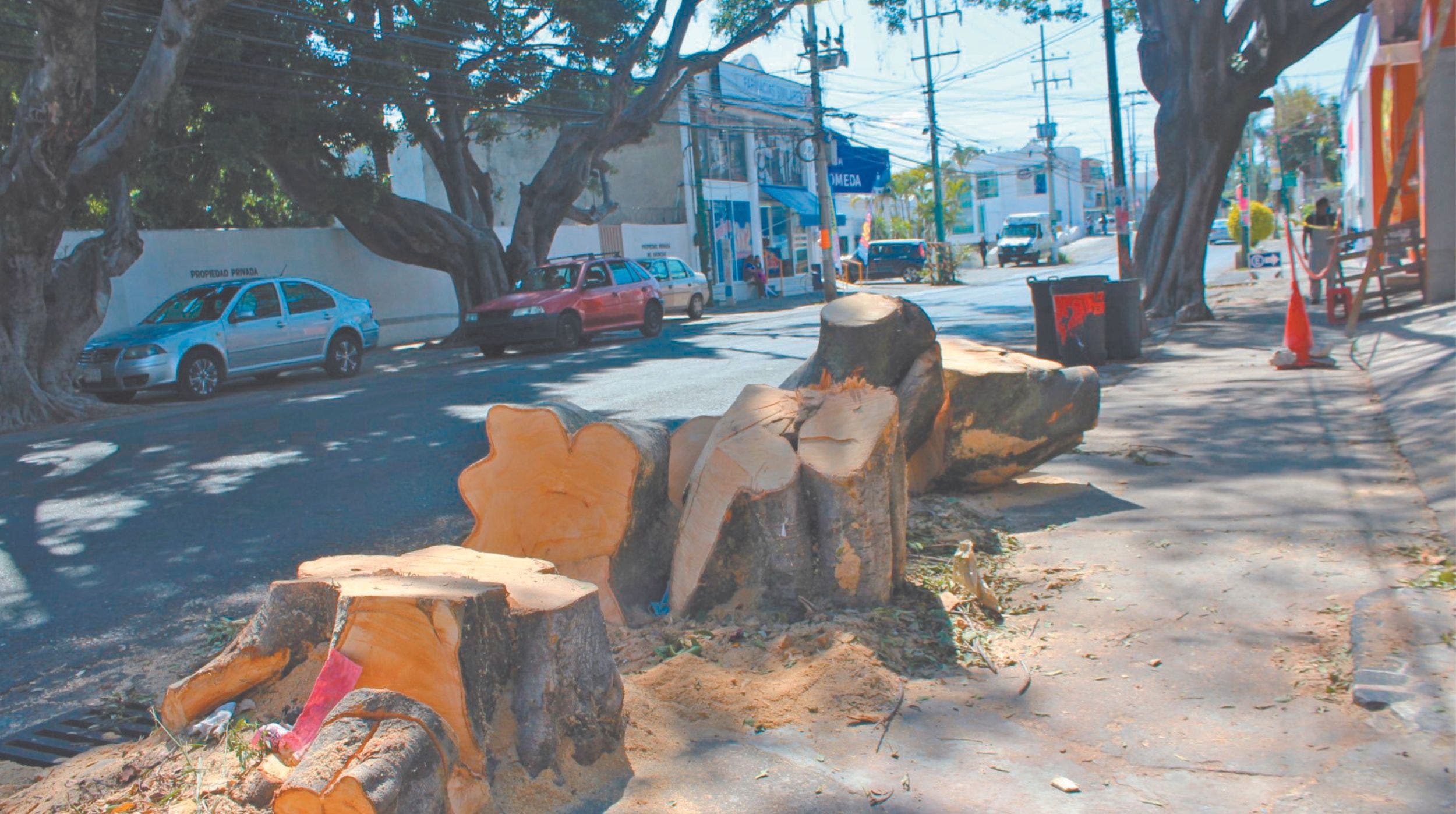 Permite Ayuntamiento de Cuernavaca tala ilegal de un árbol | Noticias ...