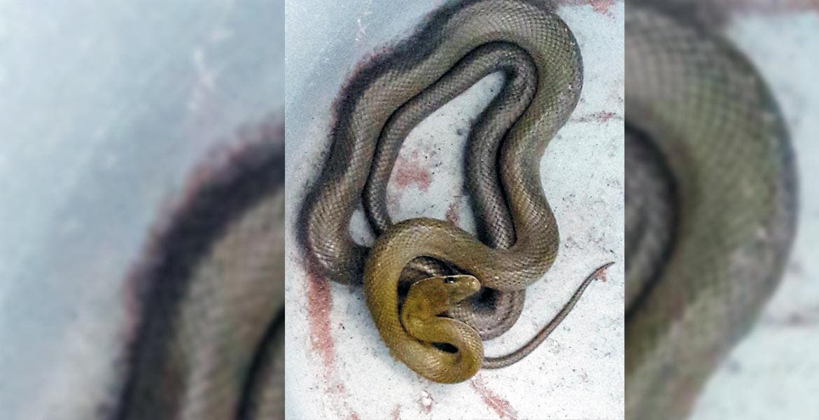 Aseguran víbora ratonera en Cuernavaca | Diario de Morelos