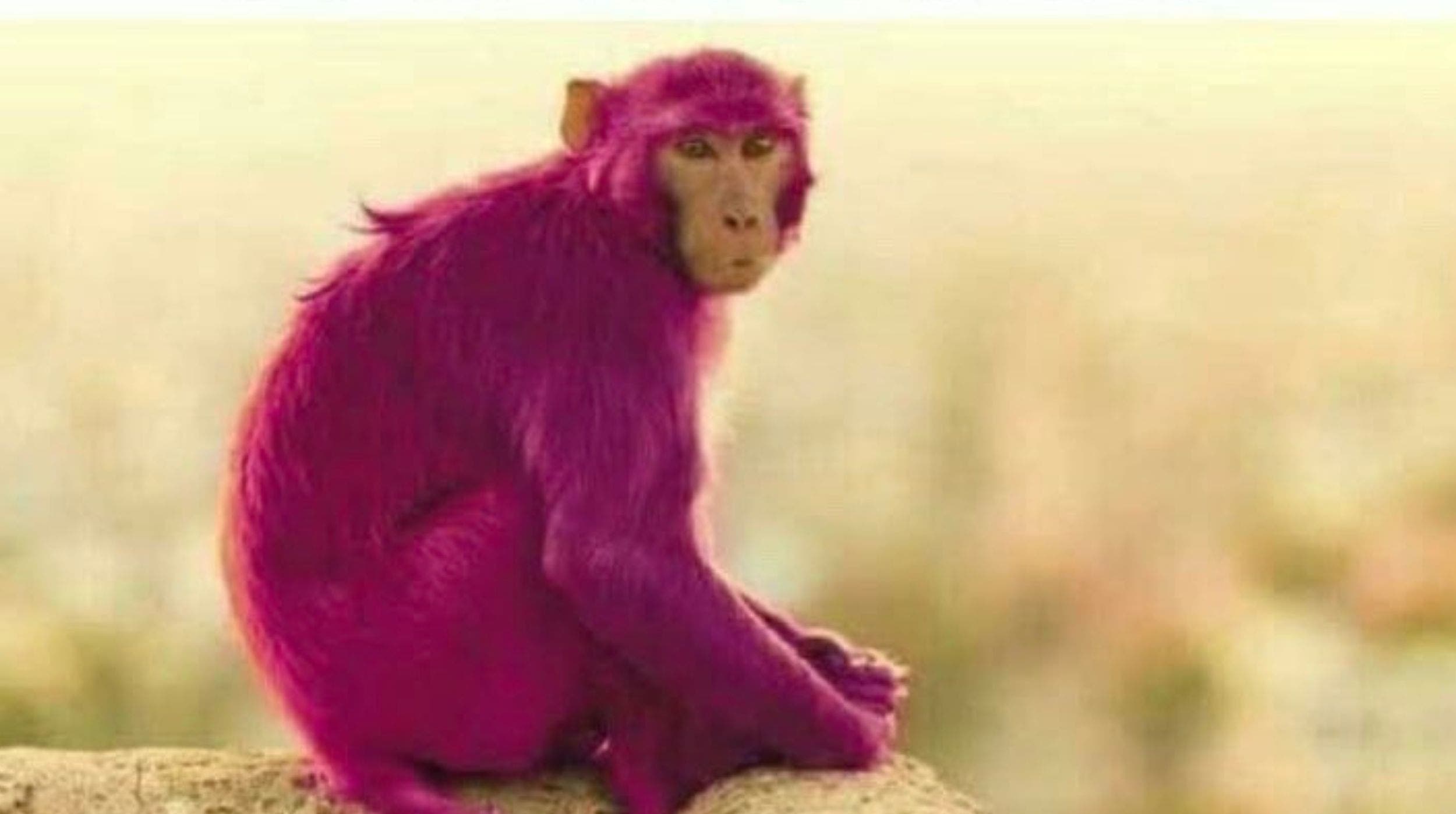 Día Internacional del Chango Rosado, ¿por qué se le conoce así al 15 de ...