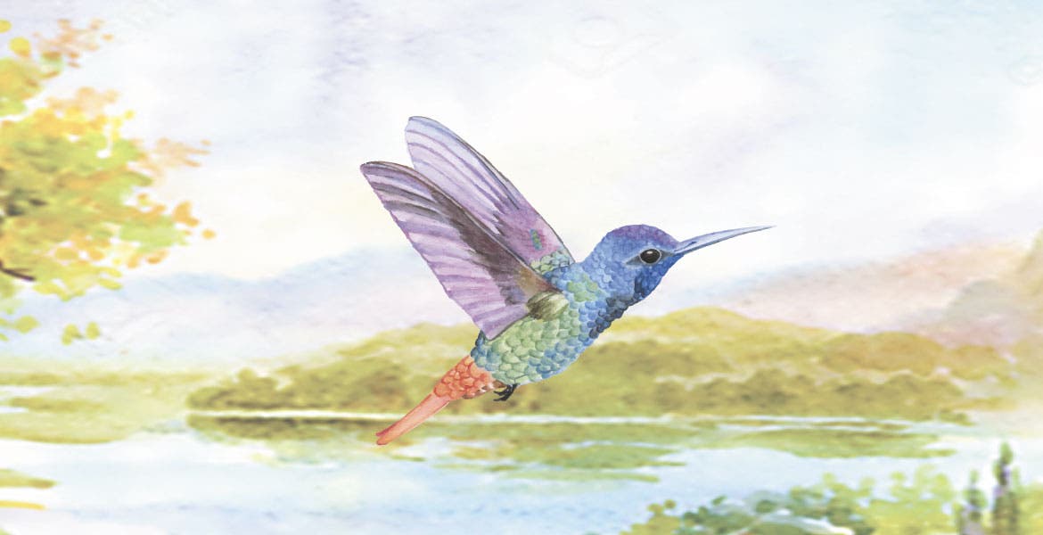 El pequeño colibrí | Noticias | Diario de Morelos