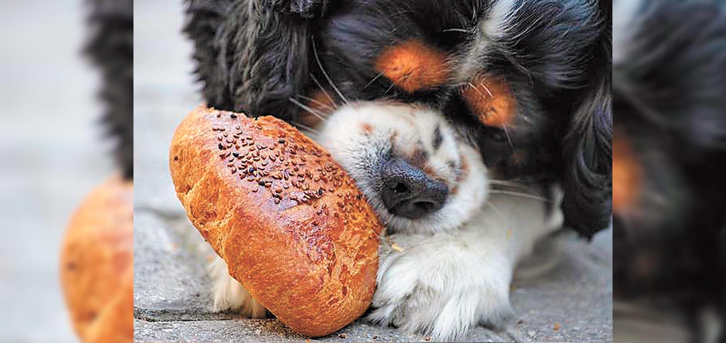 Descubre los beneficios del pan para tu mascota | Noticias | Diario de ...