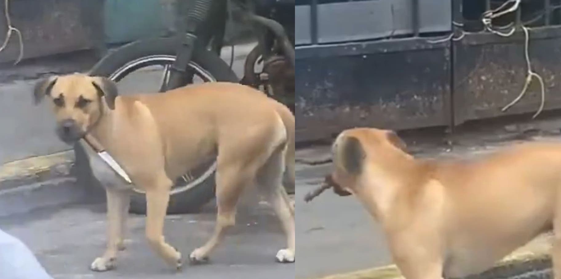 Perro callejero deambulando con cuchillo en el hocico se vuelve viral ...