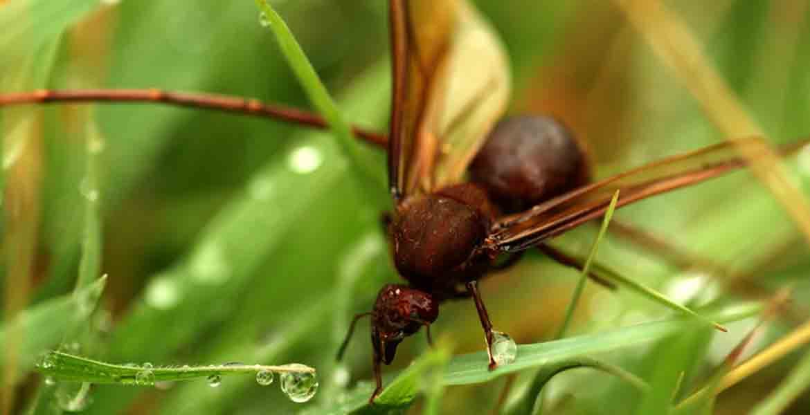 La hormiga chicatana, insecto comestible en México | Diario de Morelos