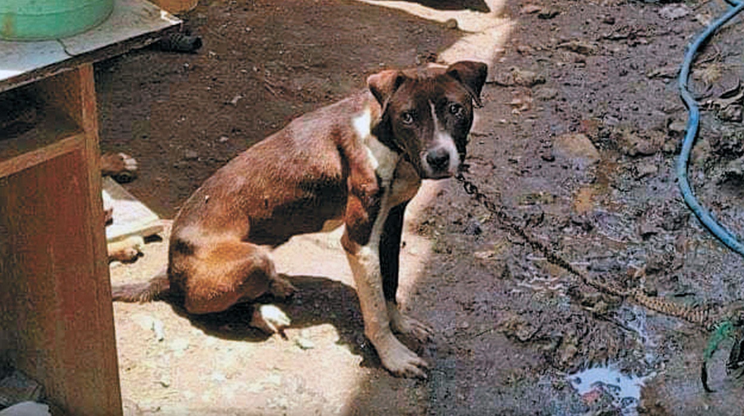 Pone ley mano dura contra el maltrato animal en Morelos | Diario de ...