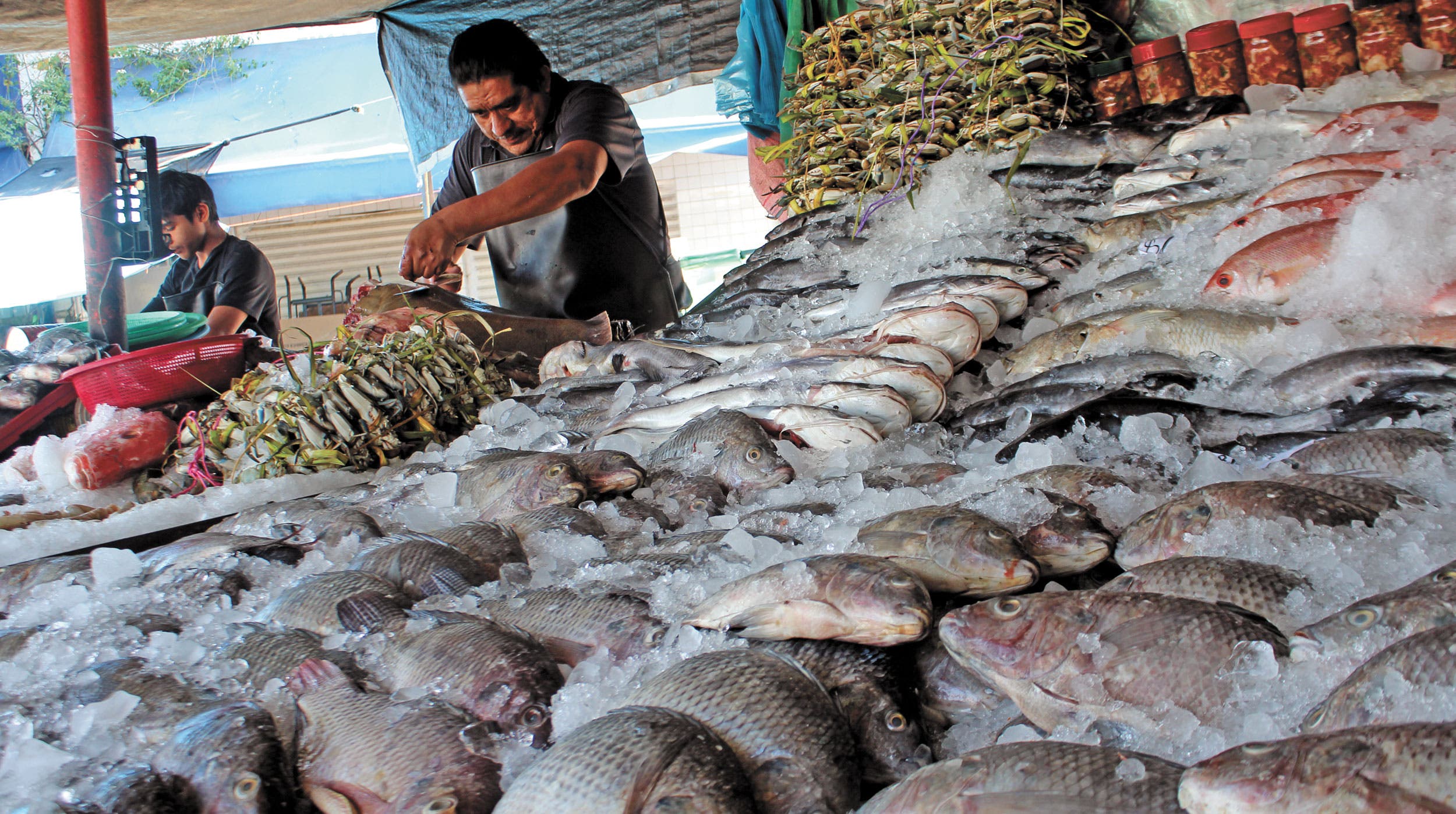 Invita ALM a consumir pescado local y fresco | Noticias | Diario de Morelos