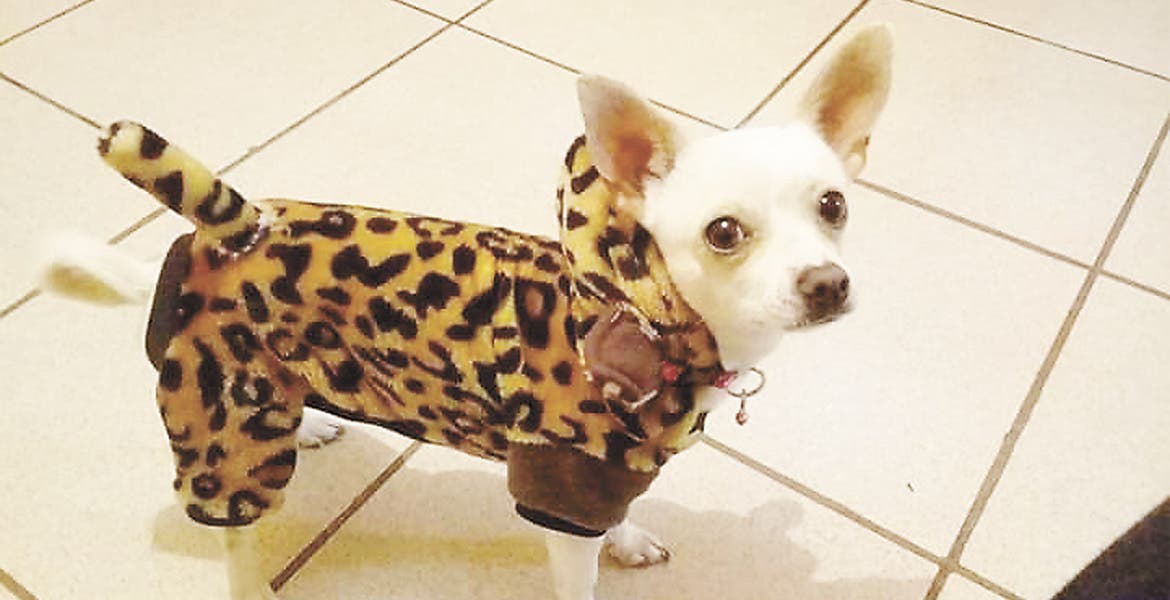 Mi Mascota - ¿Puedo asegurar a mi mascota? | Noticias | Diario de Morelos