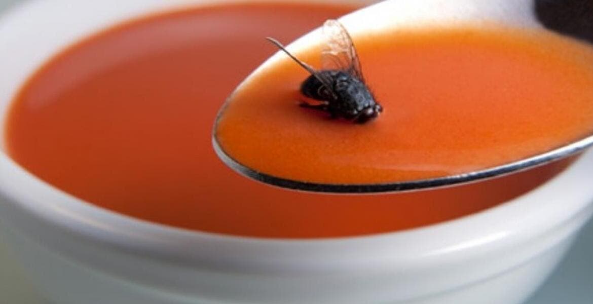 ¿Cansado de las moscas en tu casa? Elíminalas para siempre | Noticias ...