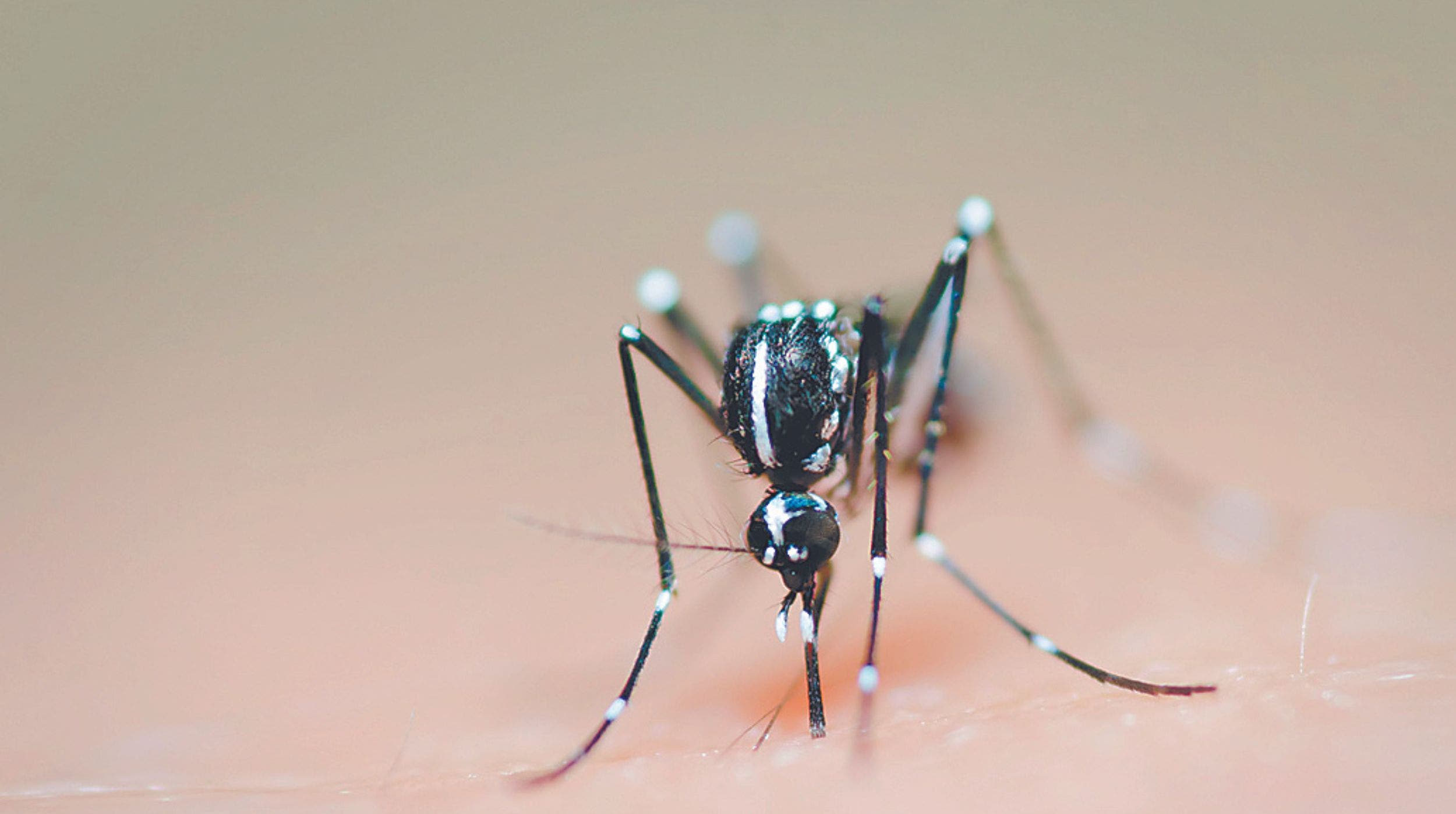 Son moscos los insectos más letales del mundo | Noticias | Diario de ...