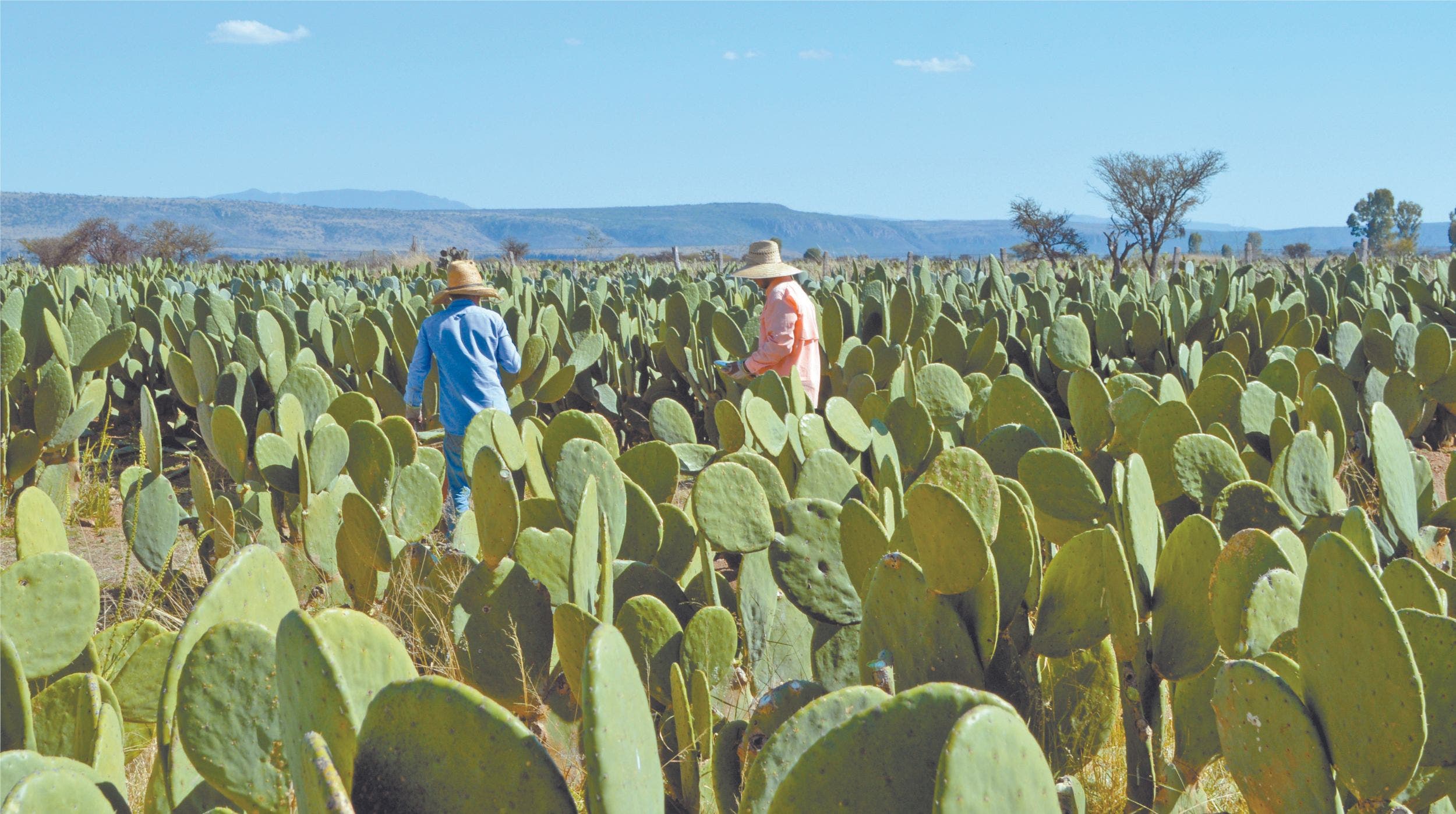 Refrenda Sedagro compromiso con los productores de nopal | Noticias ...