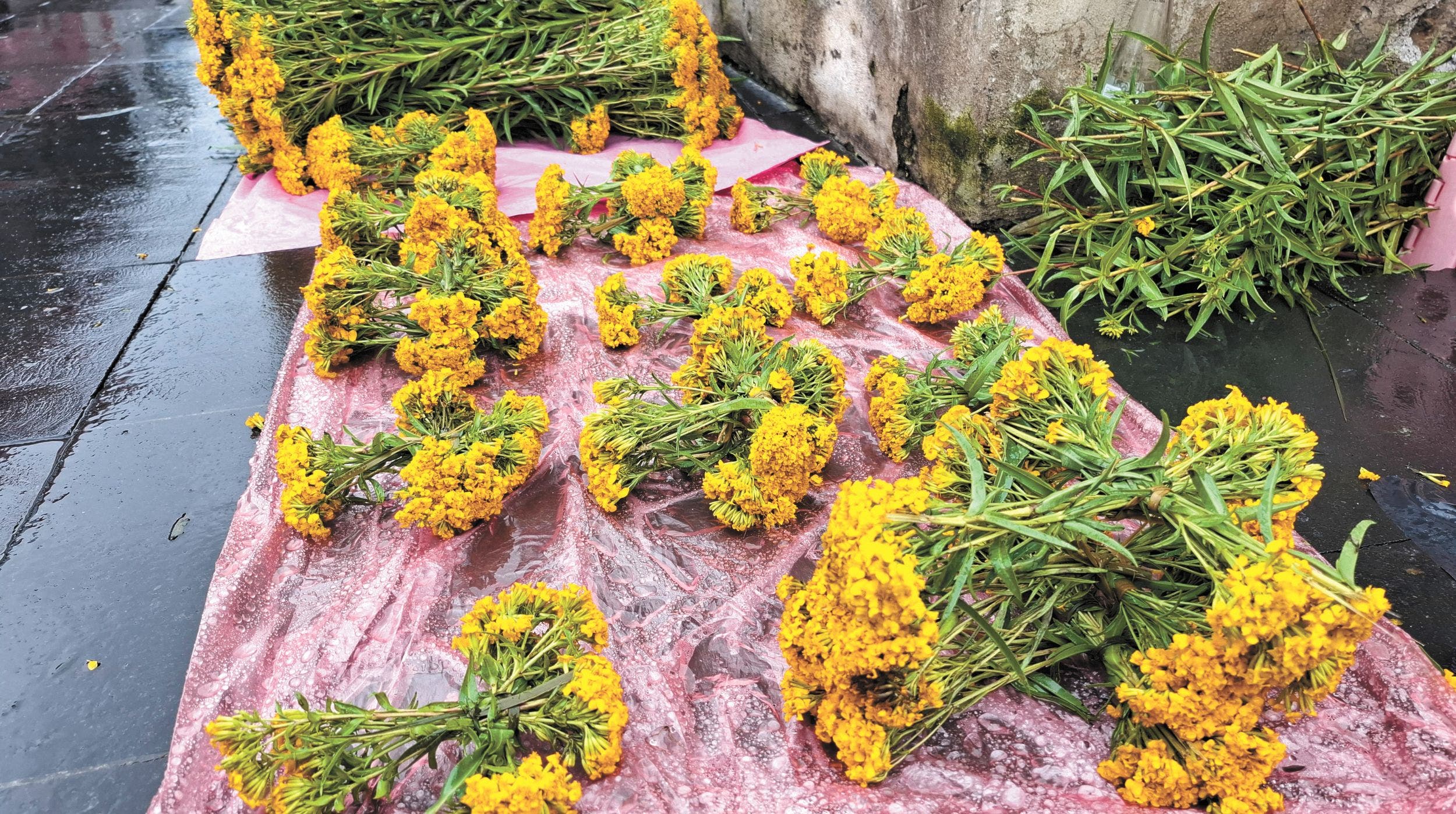 Comienza en Cuernavaca la venta de flor de pericón, símbolo de ...