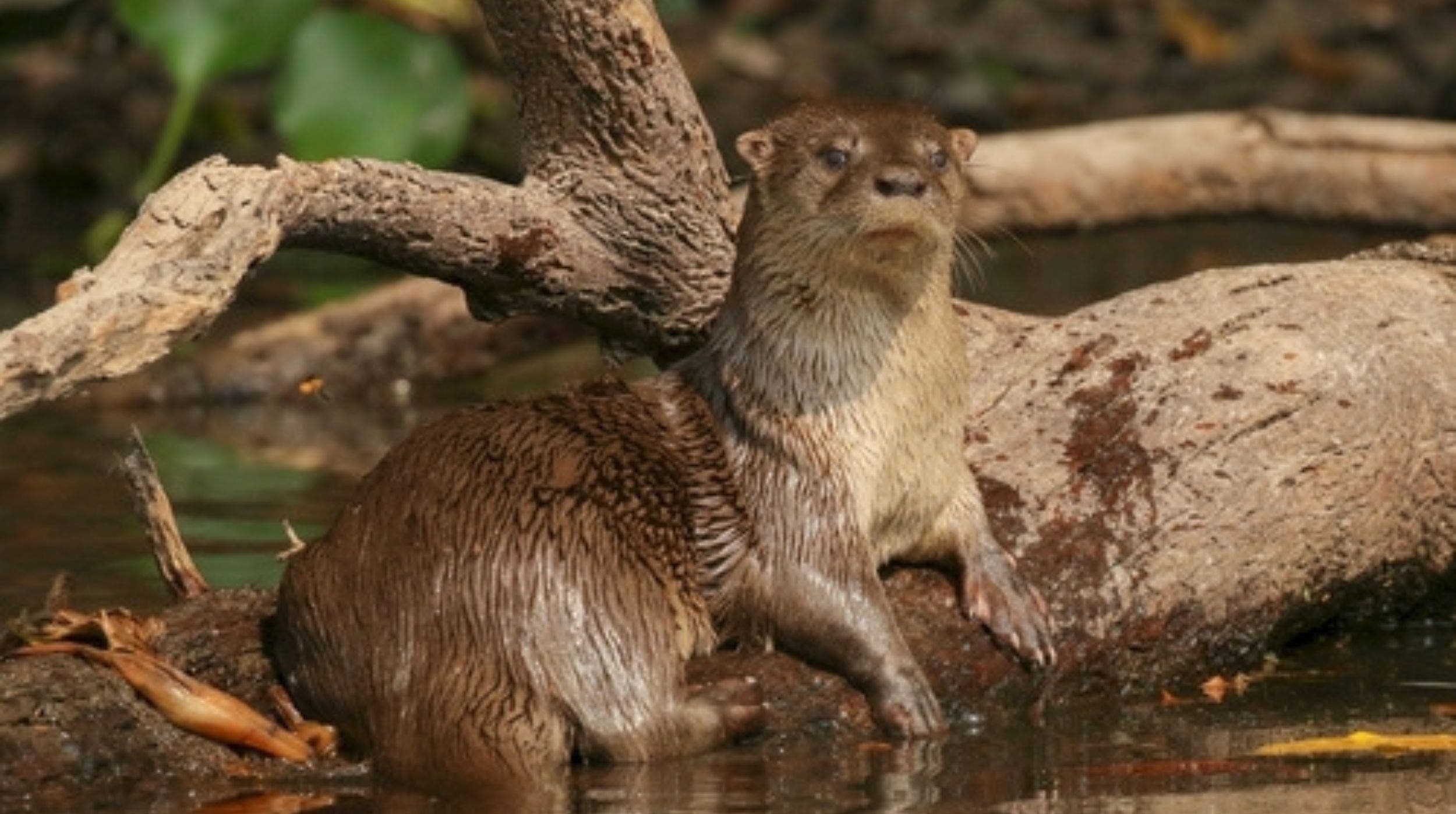 Urge en Morelos la protección de "perros de agua", o nutrias de río ...