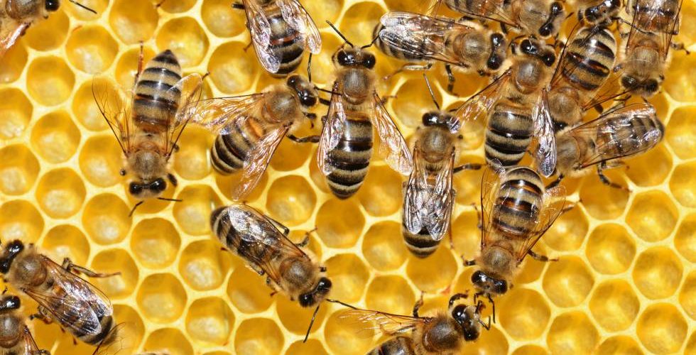 Encuentran viva a la abeja más grande del mundo en Indonesia | Diario ...