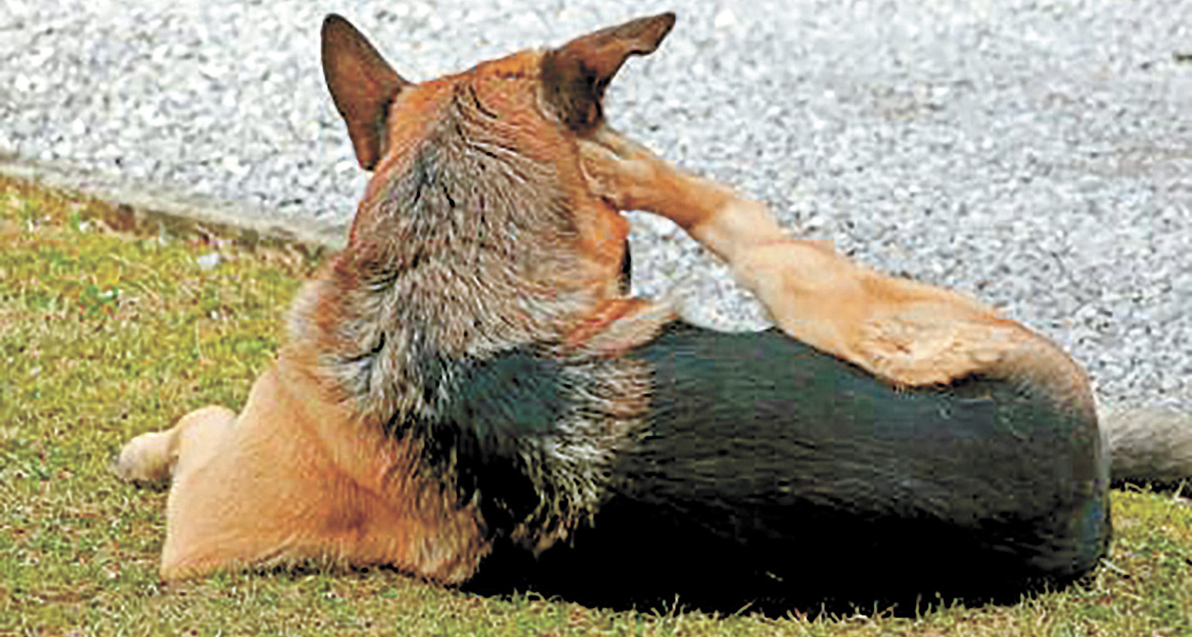 Es la otitis una de las infecciones más frecuentes en perros | Noticias ...