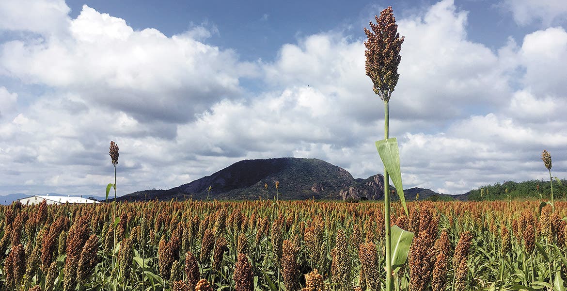 Muy Tlahuica: Florece el sorgo | Diario de Morelos - Noticias
