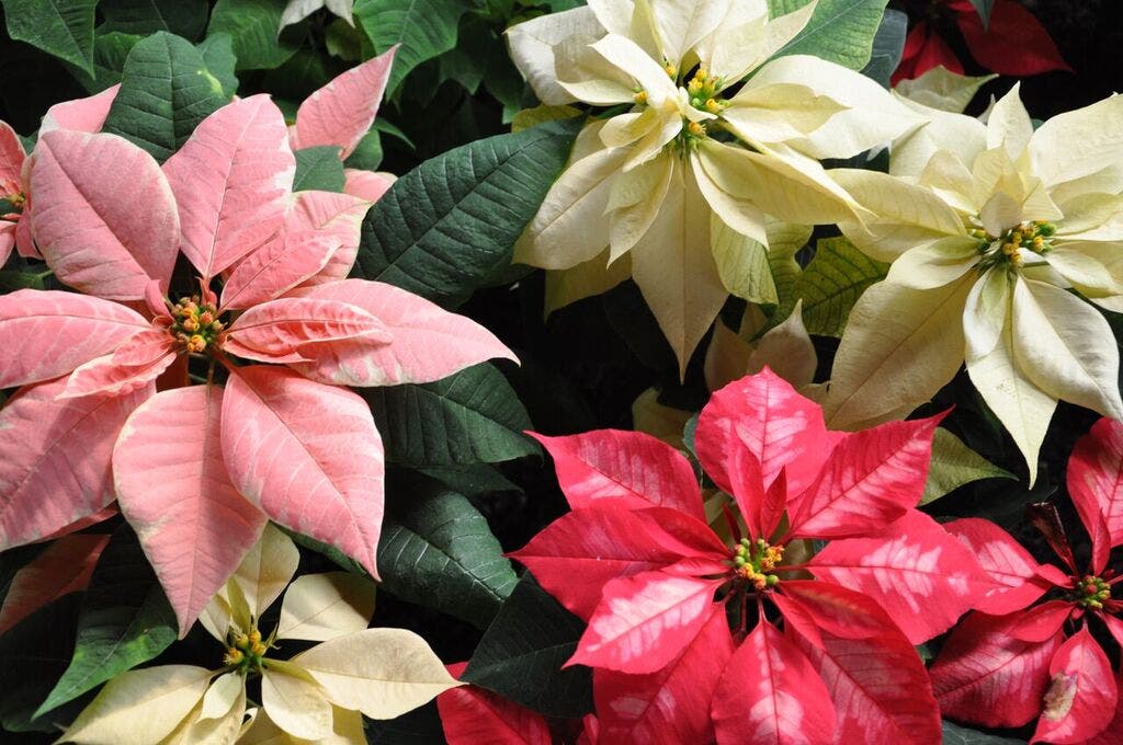 Nochebuena, símbolo de la Navidad: Conoce su historia | Diario de ...