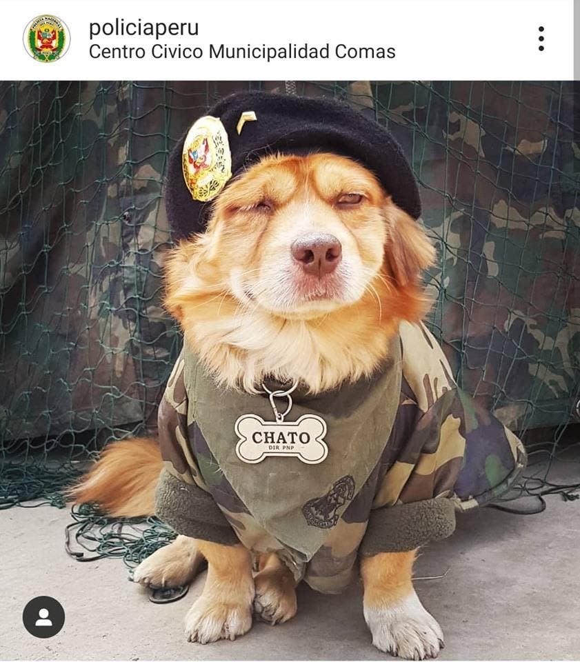 Chato, el perro policía que enamoró a todos en desfile Militar | Diario ...