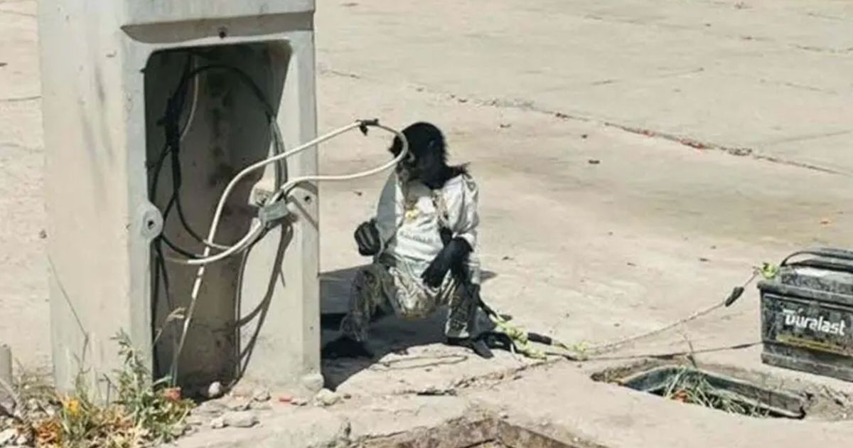 VIDEO | Rescatan a mono araña abandonado bajo el sol