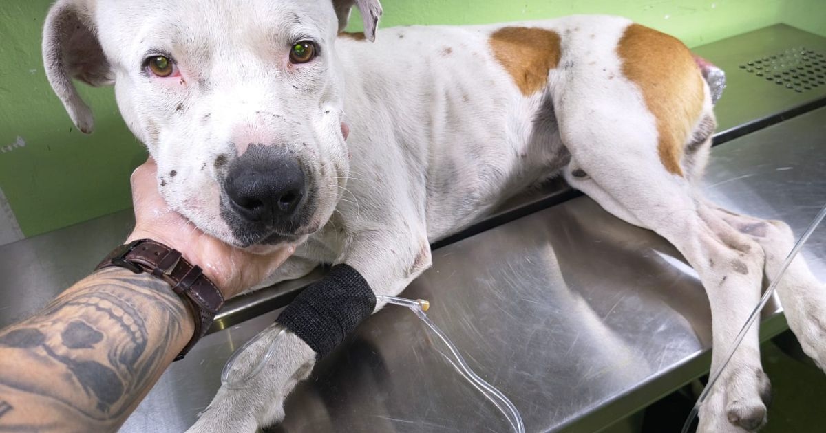 Buscan hogar para 'Manchas Segundo', perro del zócalo de Cuernavaca